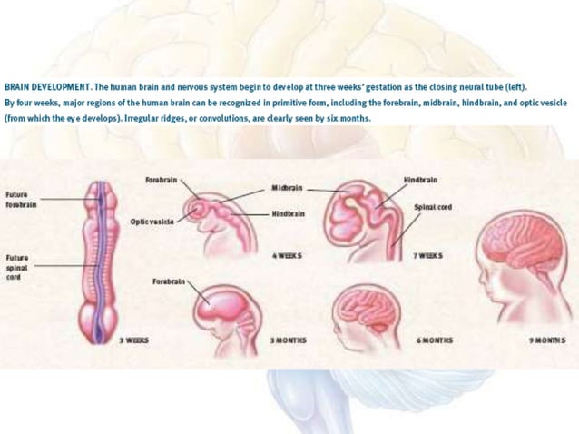 Embryology of brain | PPTX | Brain and Nervous System Disorders ...