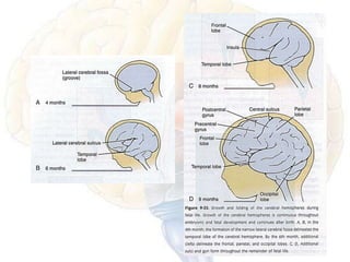 Embryology of brain | PPTX