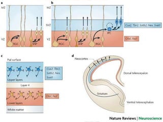 Embryology of brain | PPTX