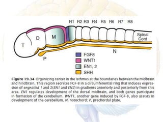 Embryology of brain | PPTX