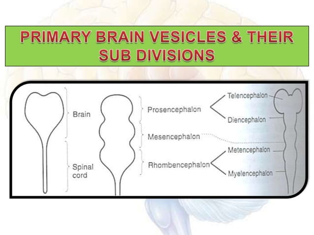 Embryology of brain | PPTX | Brain and Nervous System Disorders ...