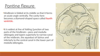 embryology of brain (1) in view with radiology | PPT