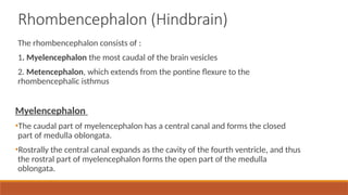 embryology of brain (1) in view with radiology | PPTX