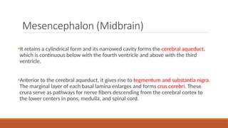 embryology of brain (1) in view with radiology | PPTX