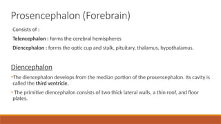 embryology of brain (1) in view with radiology | PPT