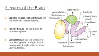 embryology of brain (1) in view with radiology | PPT