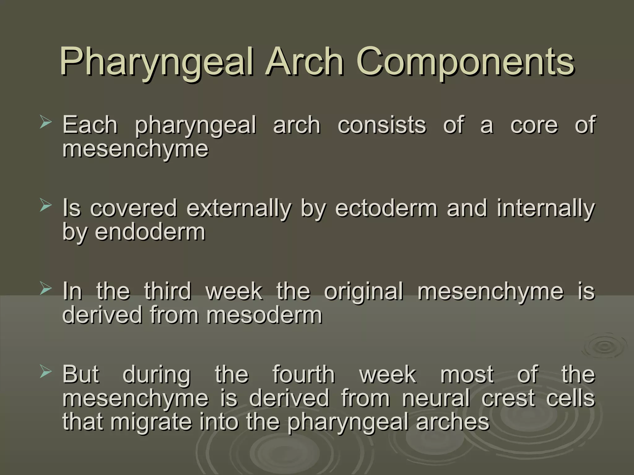 Embryology of branchial arches applied anatomy by osama elhamzawy | PPT