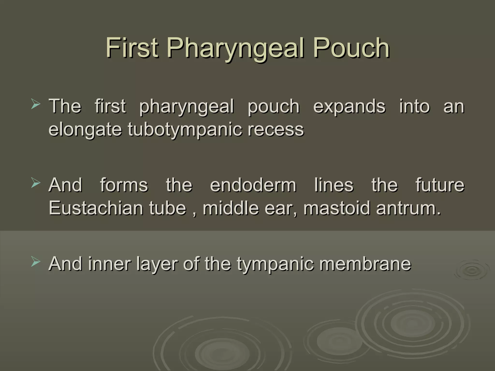 Embryology of branchial arches applied anatomy by osama elhamzawy | PPT