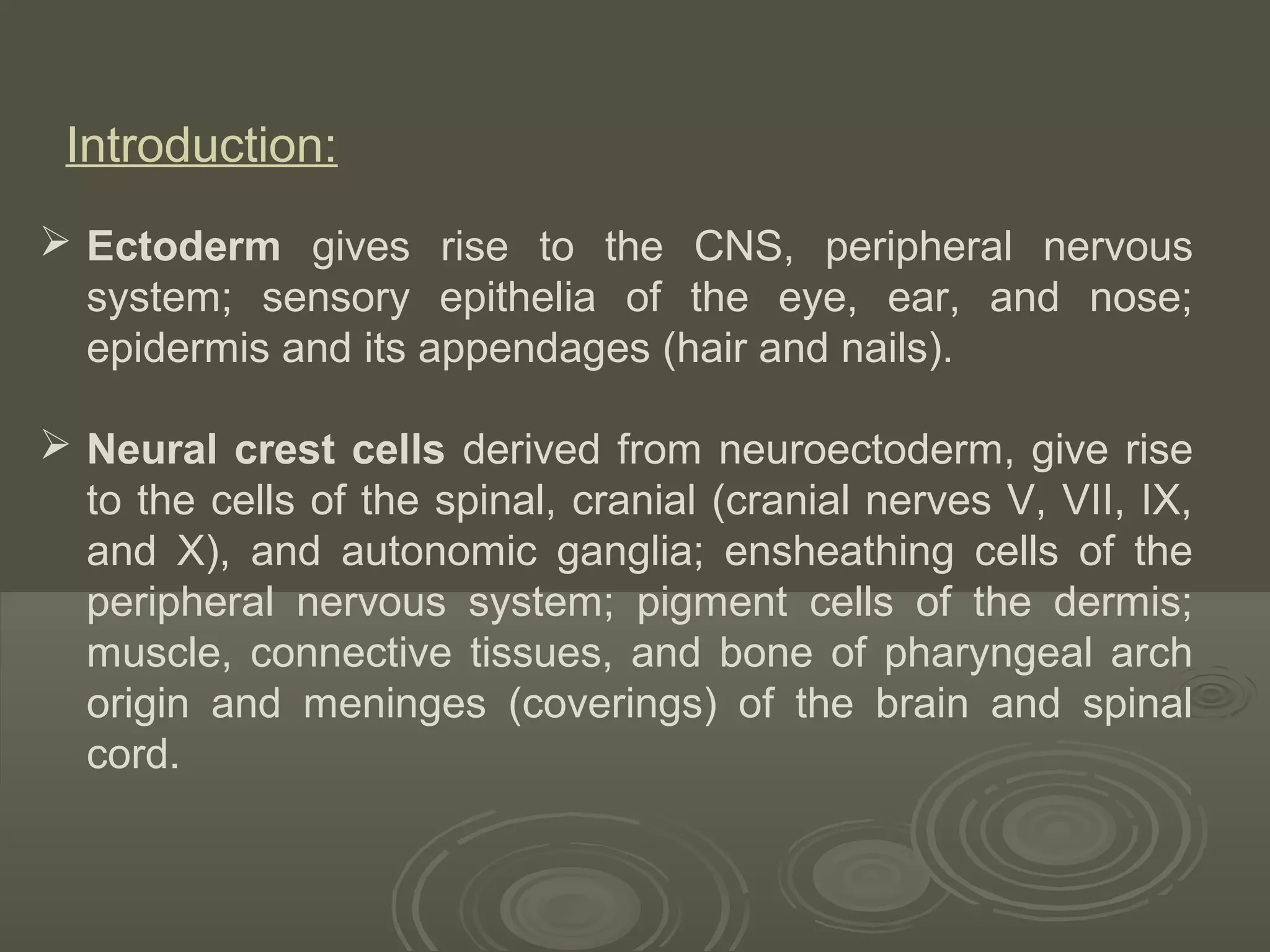 Embryology of branchial arches applied anatomy by osama elhamzawy | PPT