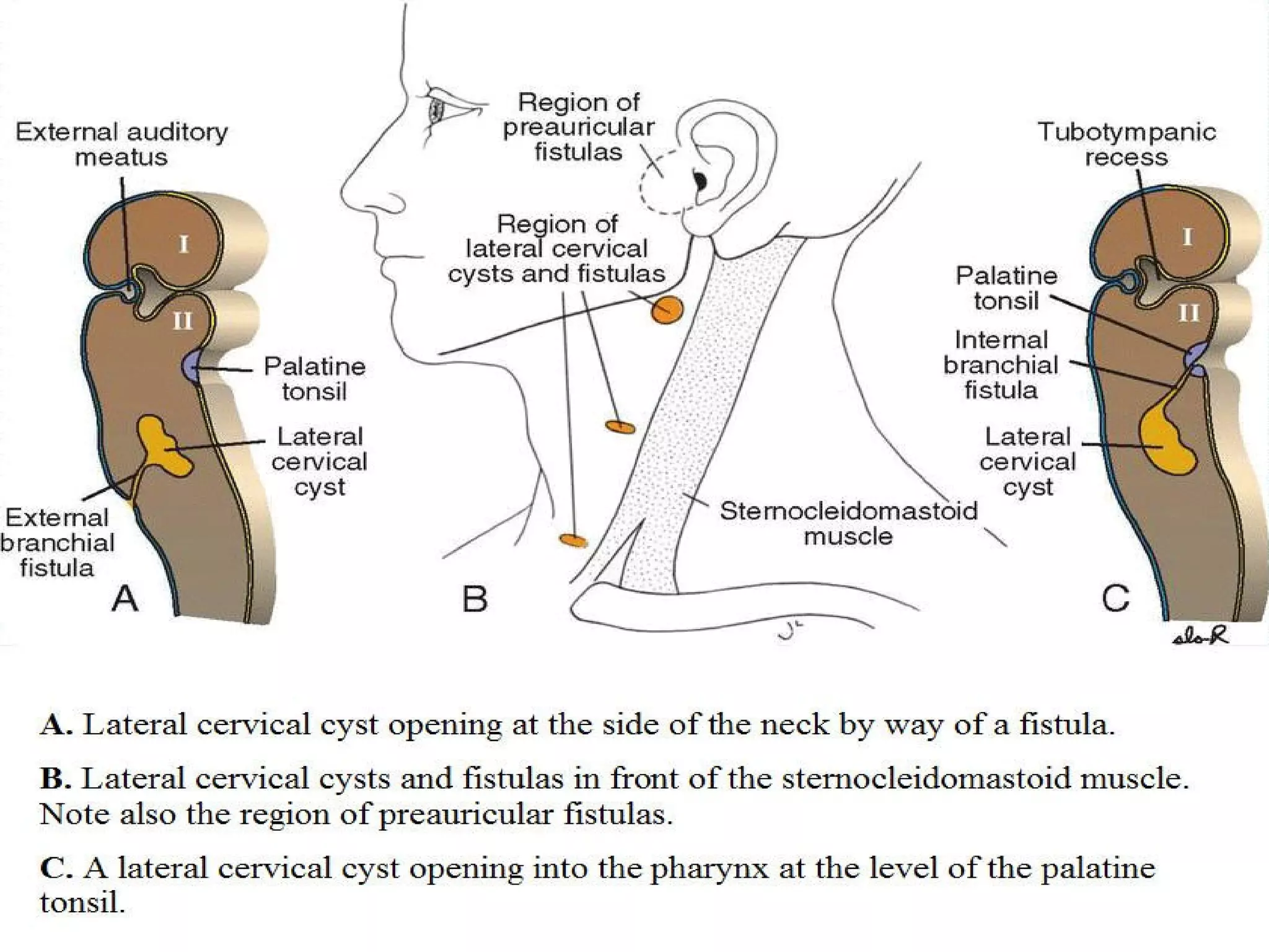 Embryology of branchial arches applied anatomy by osama elhamzawy | PPT