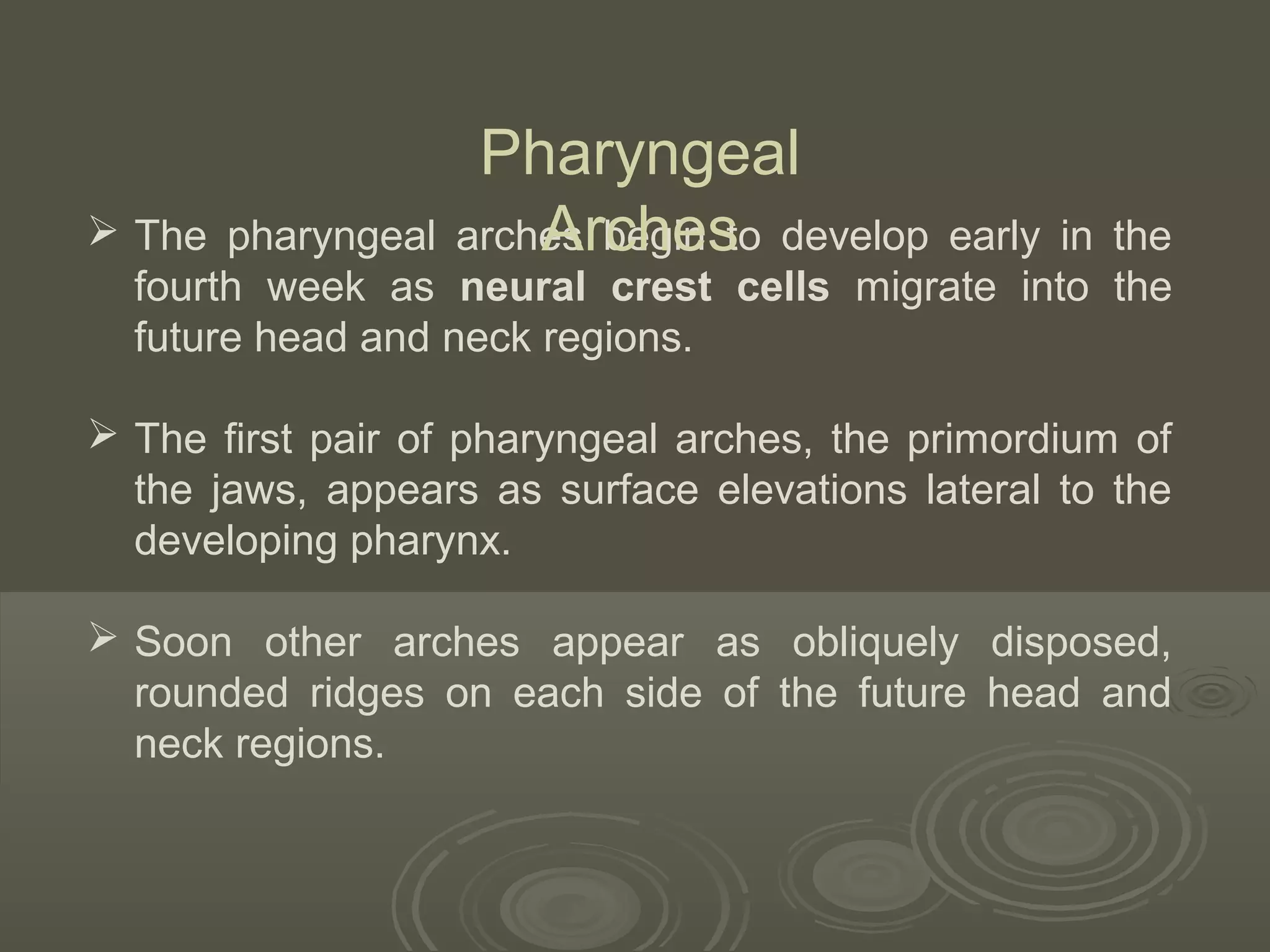 Embryology of branchial arches applied anatomy by osama elhamzawy | PPT