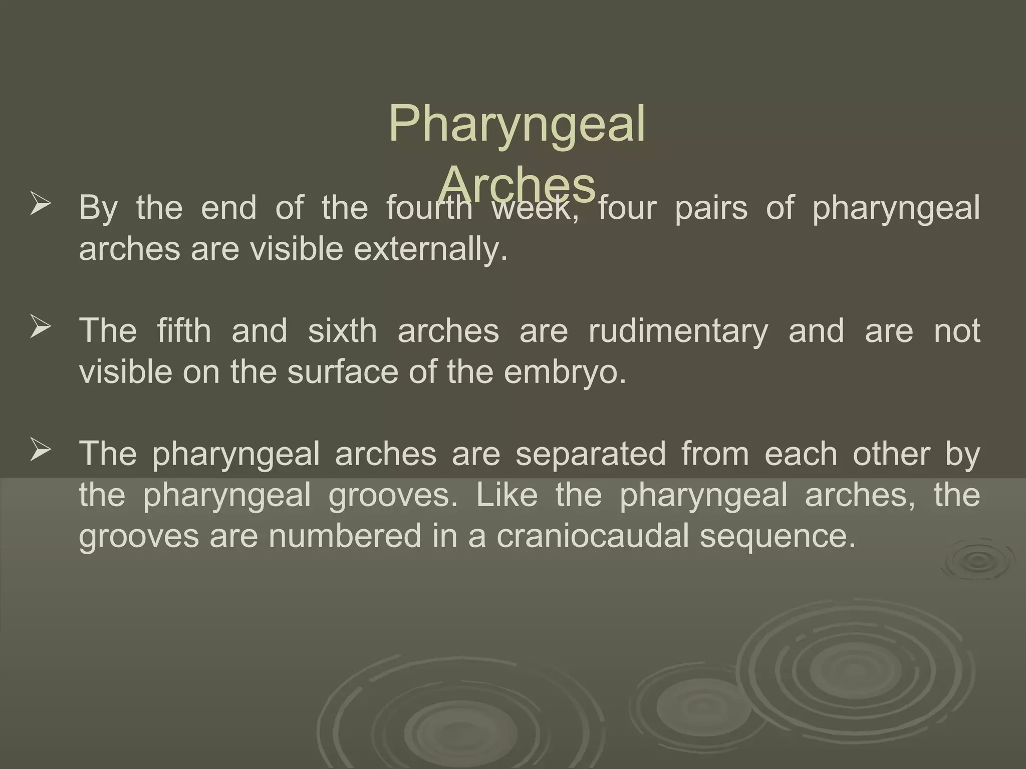 Embryology of branchial arches applied anatomy by osama elhamzawy | PPT