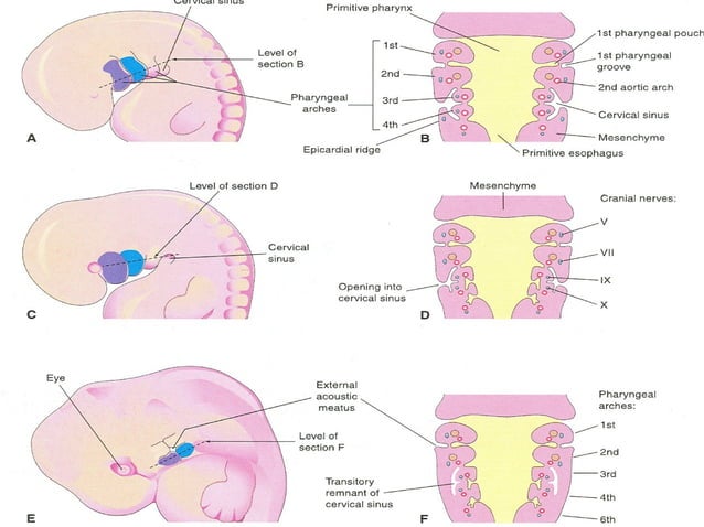 Embryology of branchial arches applied anatomy by osama elhamzawy | PPT