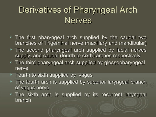Embryology of branchial arches applied anatomy by osama elhamzawy | PPT