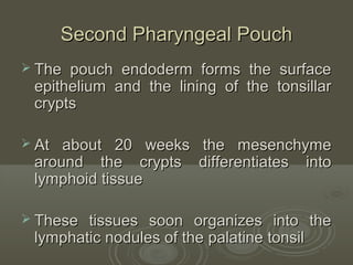 Embryology of branchial arches applied anatomy by osama elhamzawy | PPT