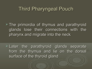 Embryology of branchial arches applied anatomy by osama elhamzawy | PPT