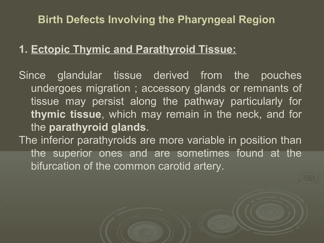 Embryology of branchial arches applied anatomy by osama elhamzawy | PPT