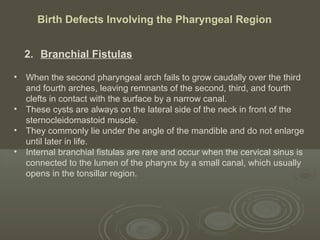 Embryology of branchial arches applied anatomy by osama elhamzawy | PPT