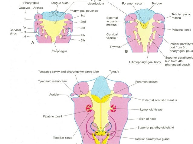 Embryology of branchial arches applied anatomy by osama elhamzawy