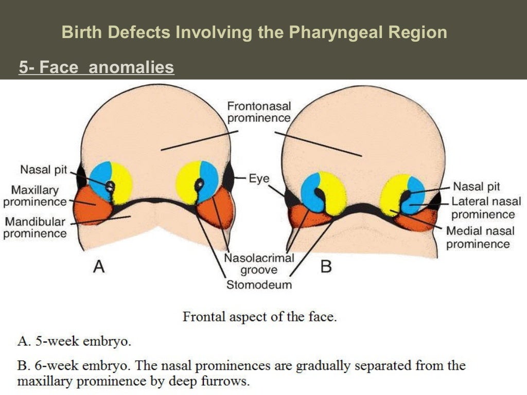Embryology of branchial arches applied anatomy by osama elhamzawy