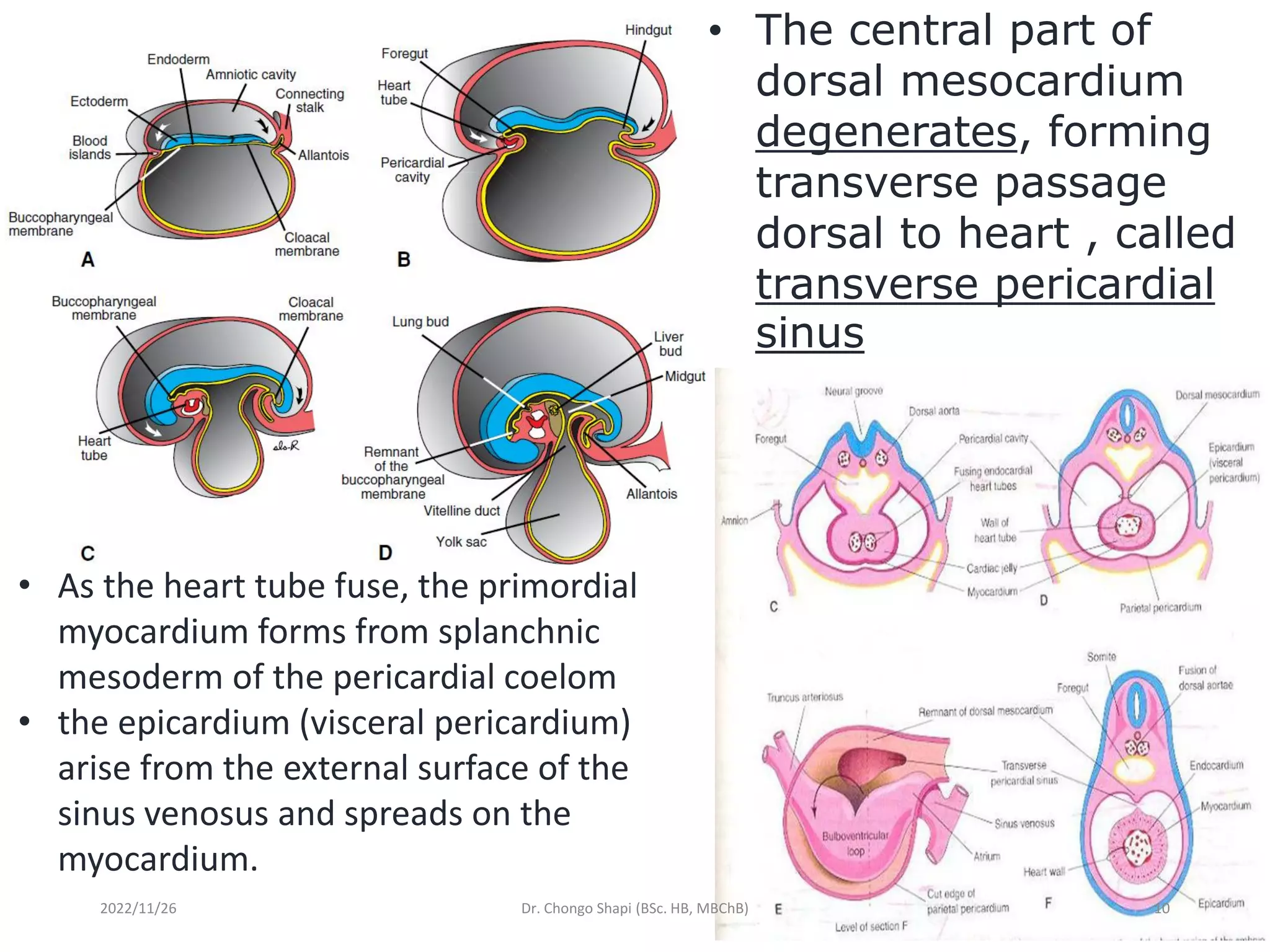 EMBRYOLOGY OF CARDIOVASCULAR SYSTEM.pdf