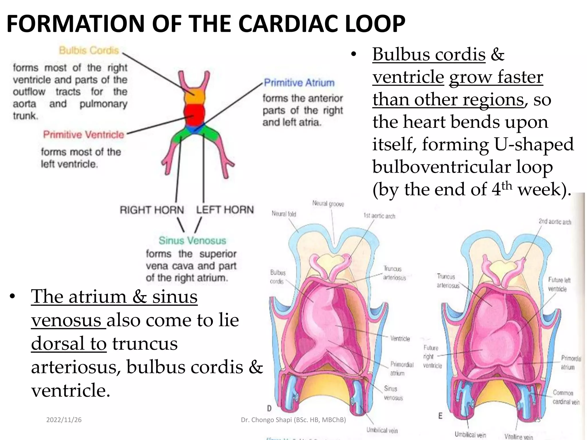 EMBRYOLOGY OF CARDIOVASCULAR SYSTEM.pdf