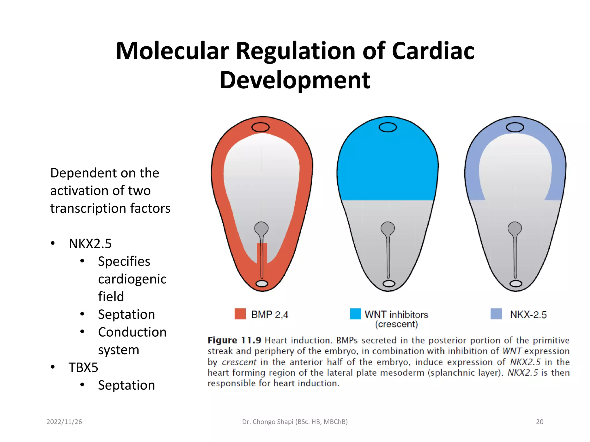 EMBRYOLOGY OF CARDIOVASCULAR SYSTEM.pdf