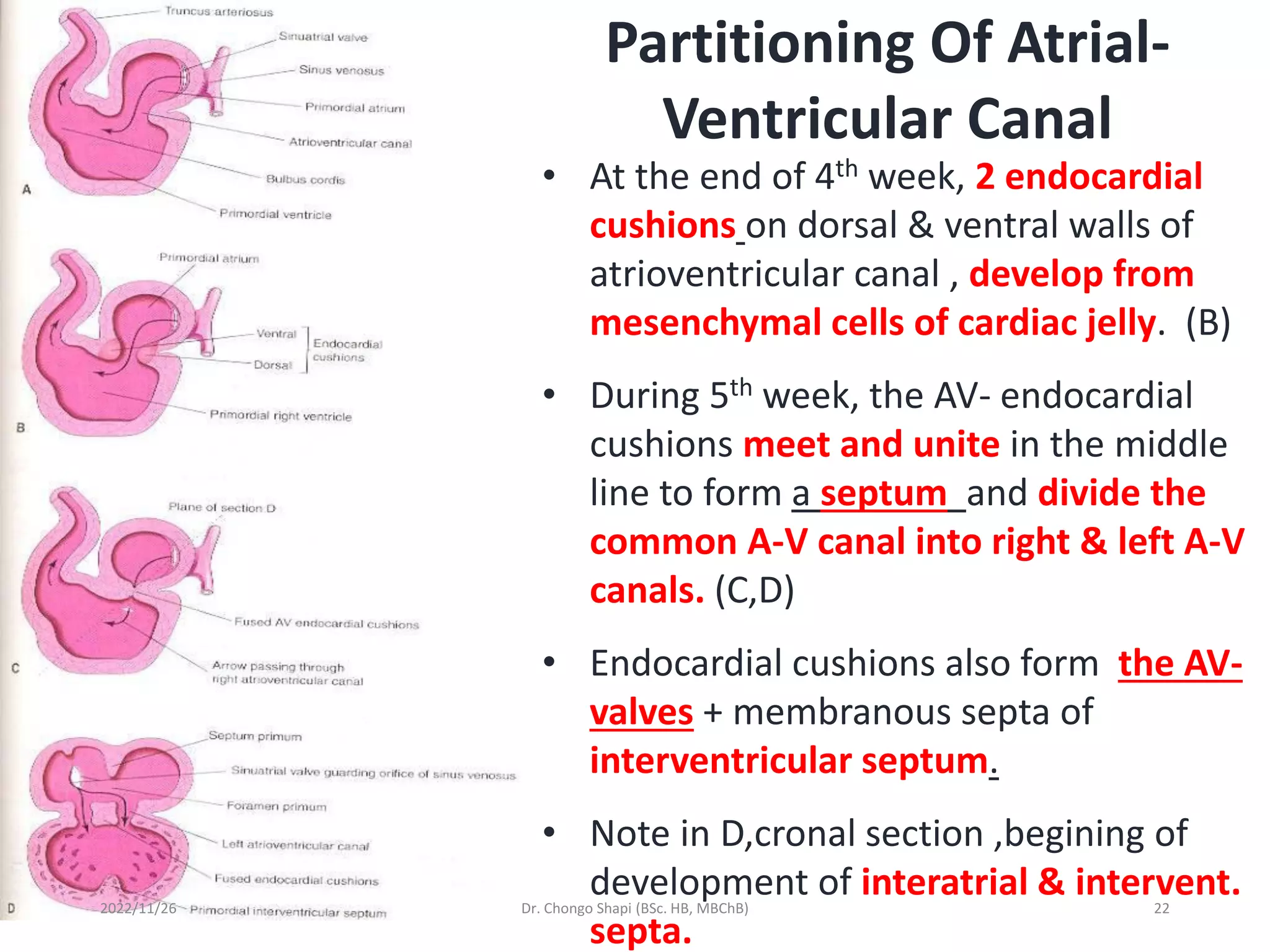 EMBRYOLOGY OF CARDIOVASCULAR SYSTEM.pdf
