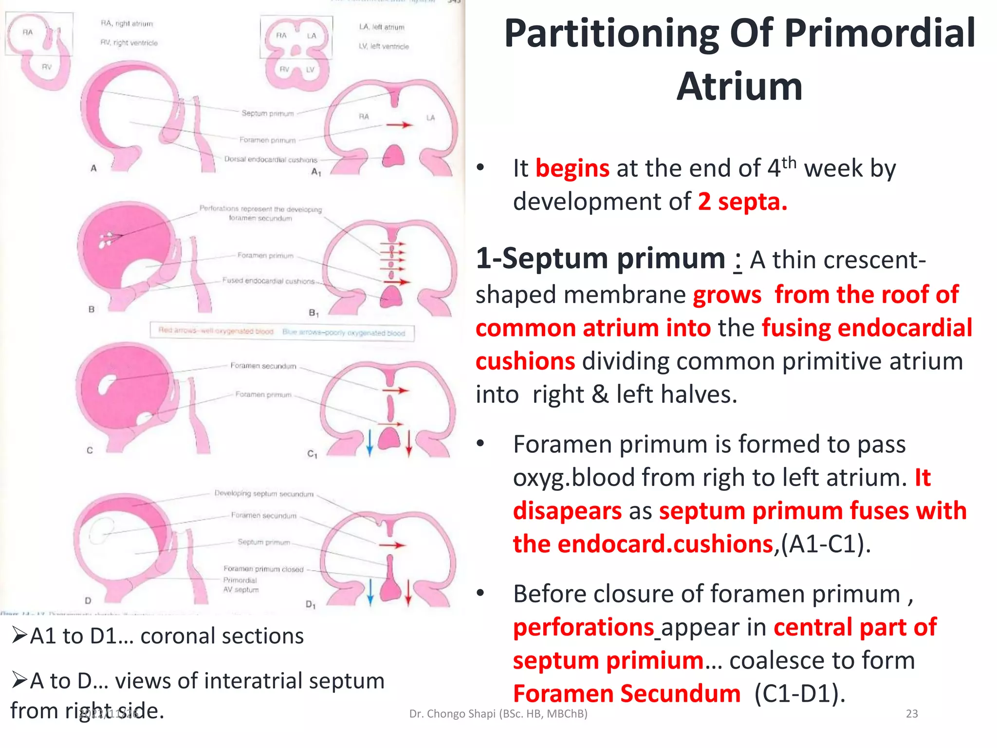 EMBRYOLOGY OF CARDIOVASCULAR SYSTEM.pdf