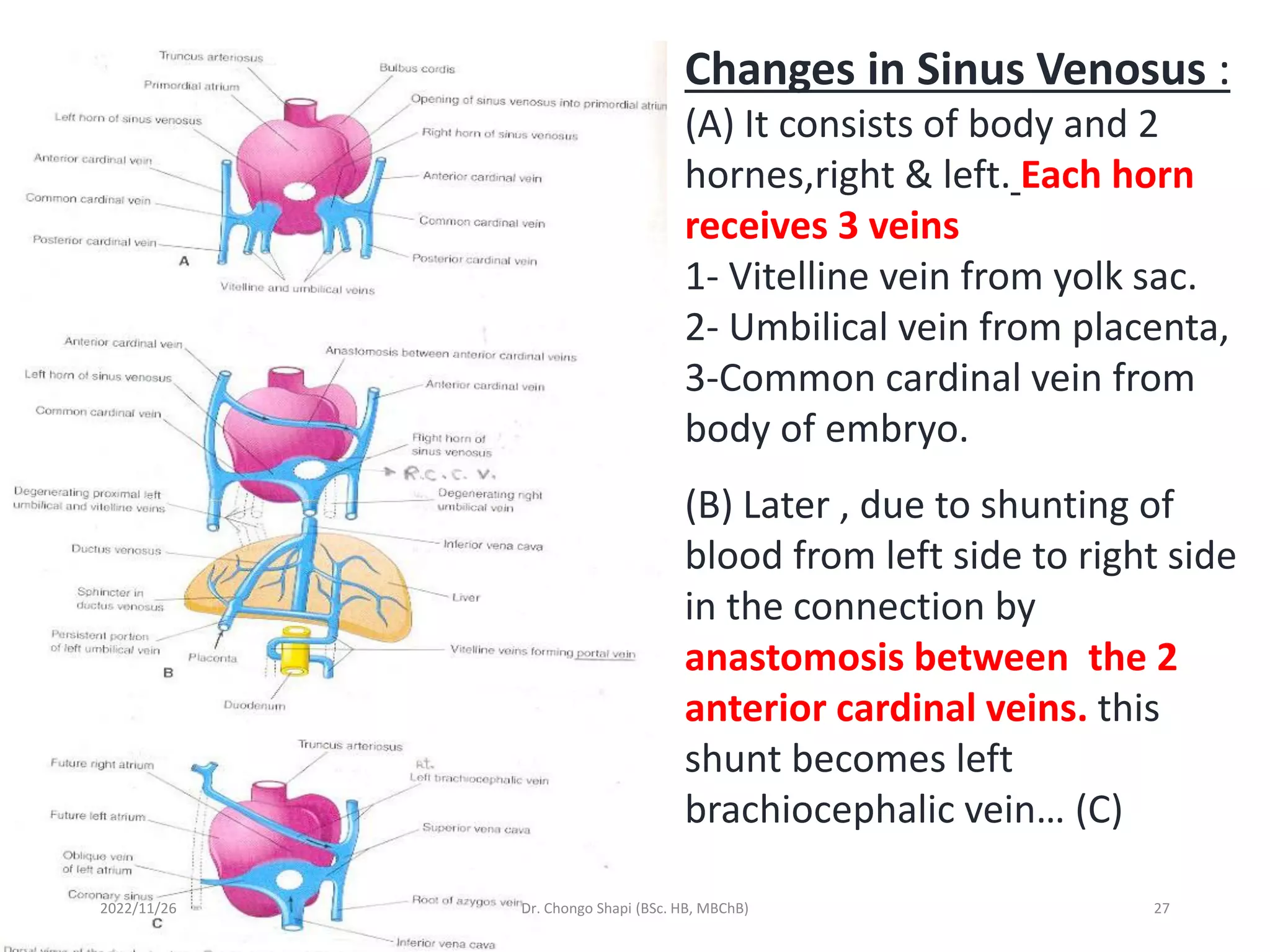 EMBRYOLOGY OF CARDIOVASCULAR SYSTEM.pdf