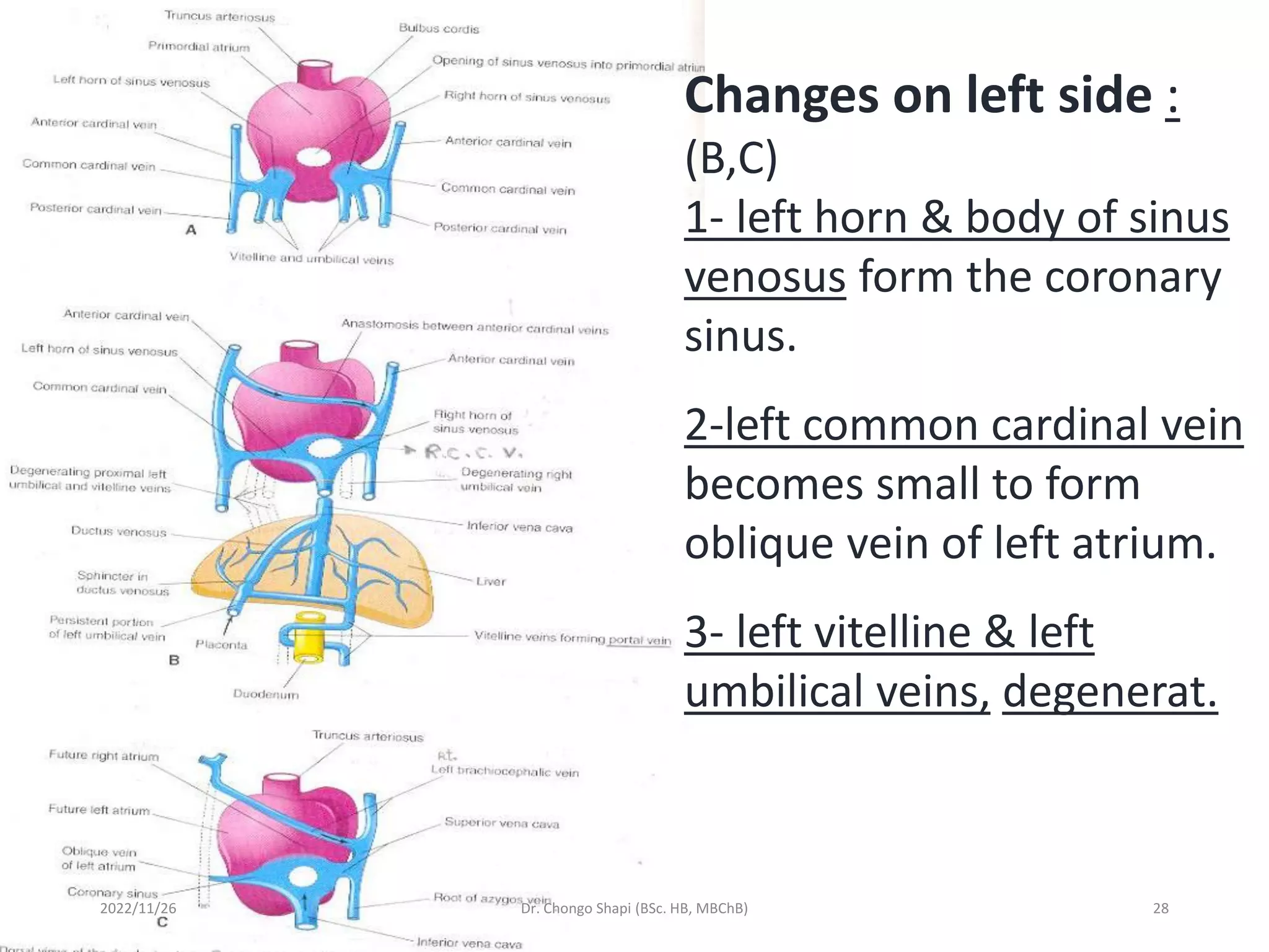 EMBRYOLOGY OF CARDIOVASCULAR SYSTEM.pdf