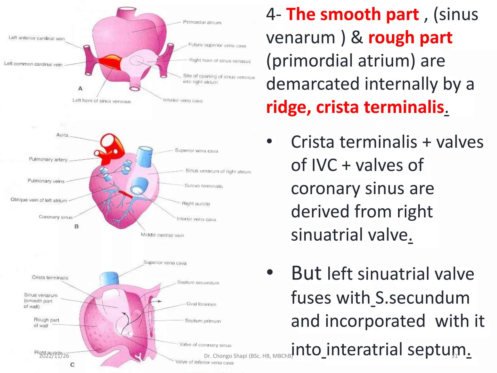 EMBRYOLOGY OF CARDIOVASCULAR SYSTEM.pdf