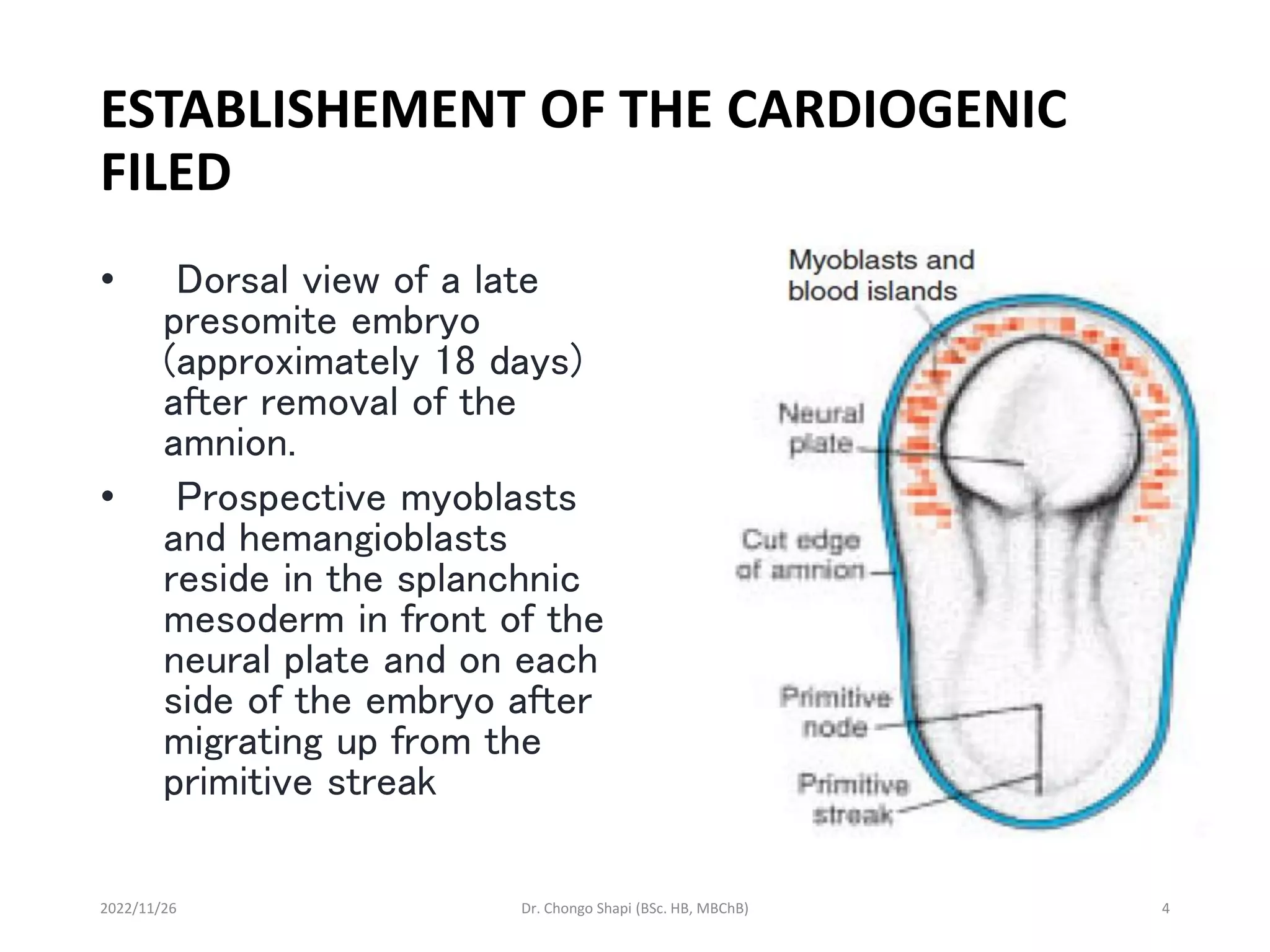 EMBRYOLOGY OF CARDIOVASCULAR SYSTEM.pdf
