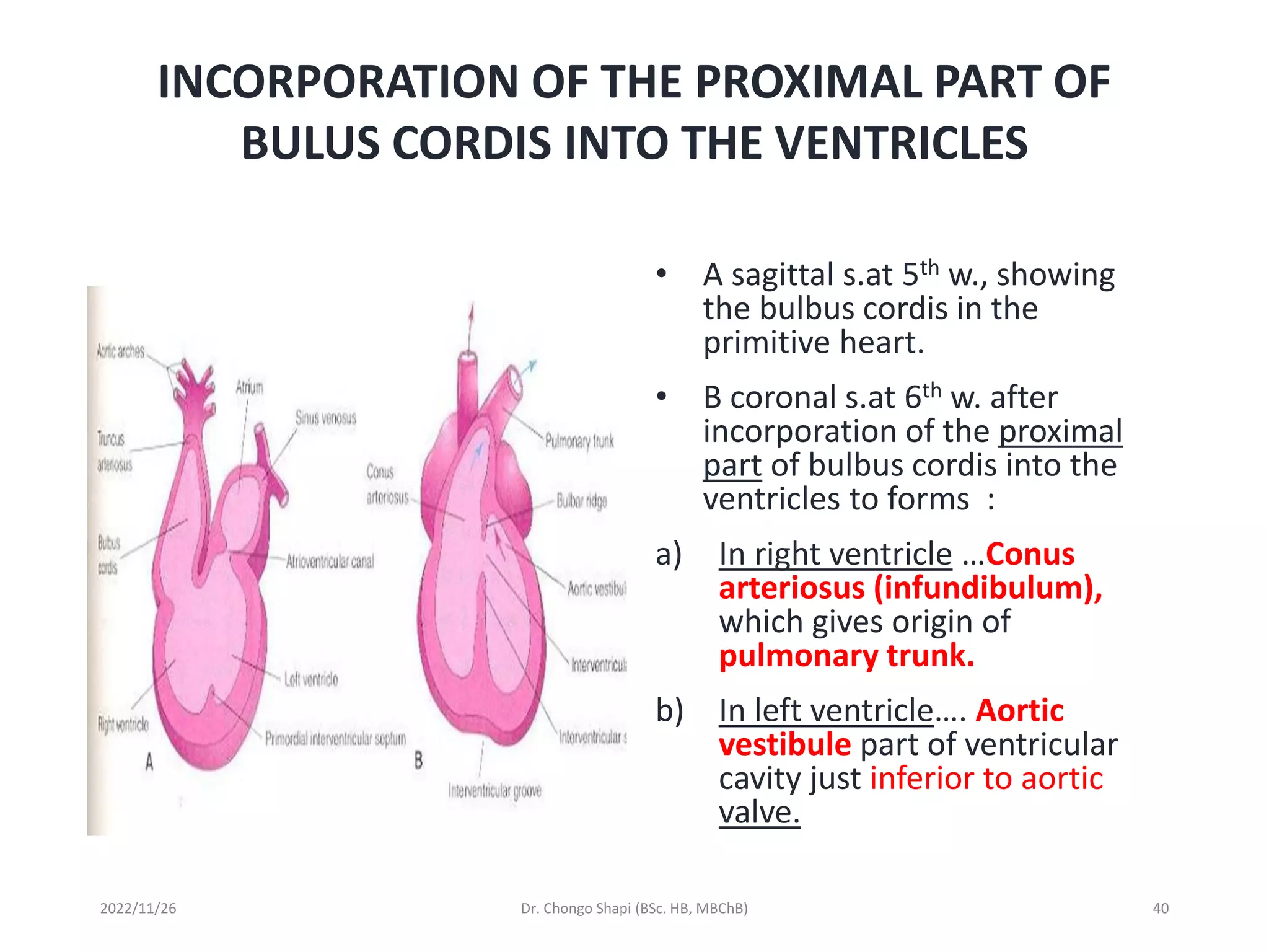 EMBRYOLOGY OF CARDIOVASCULAR SYSTEM.pdf
