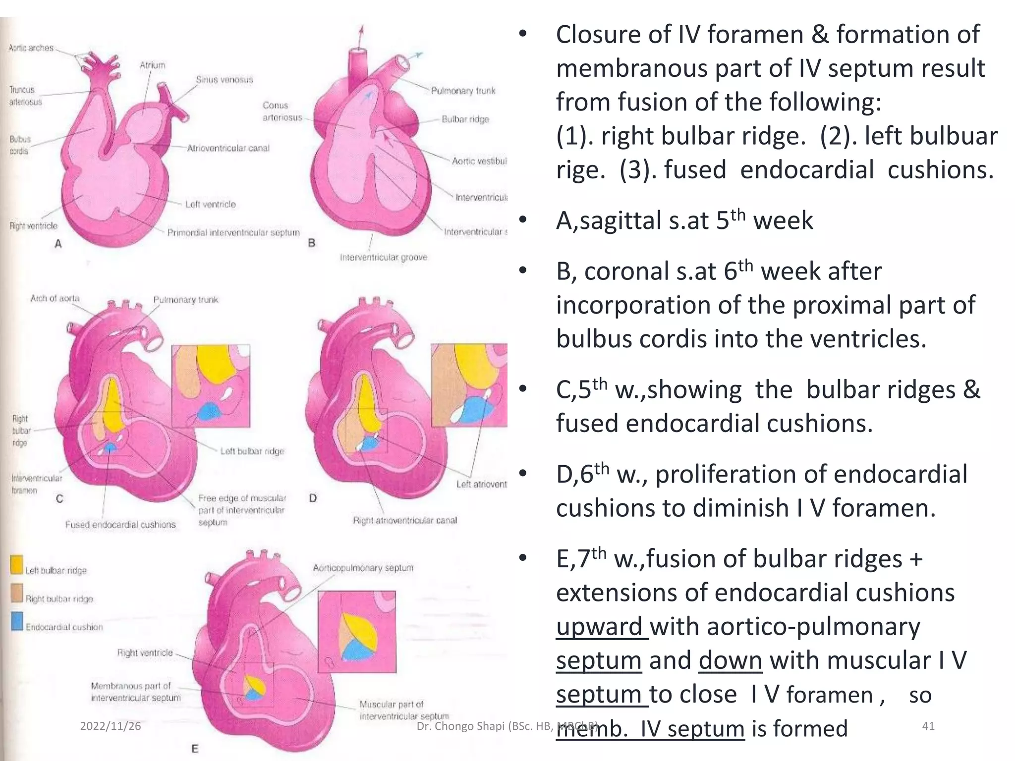 EMBRYOLOGY OF CARDIOVASCULAR SYSTEM.pdf