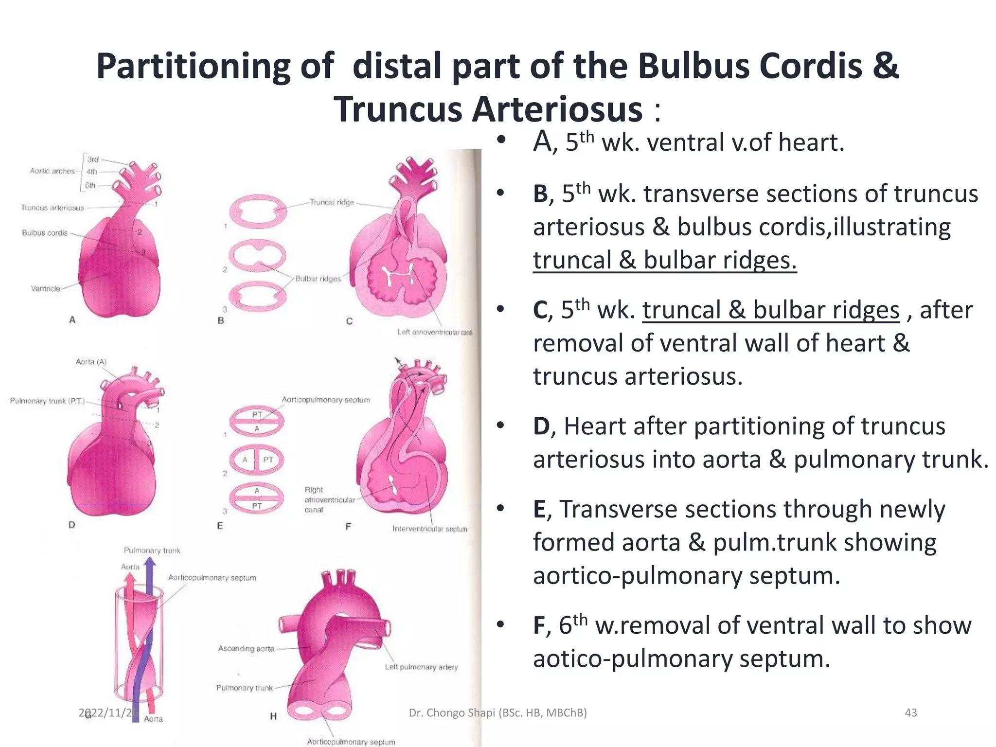 EMBRYOLOGY OF CARDIOVASCULAR SYSTEM.pdf