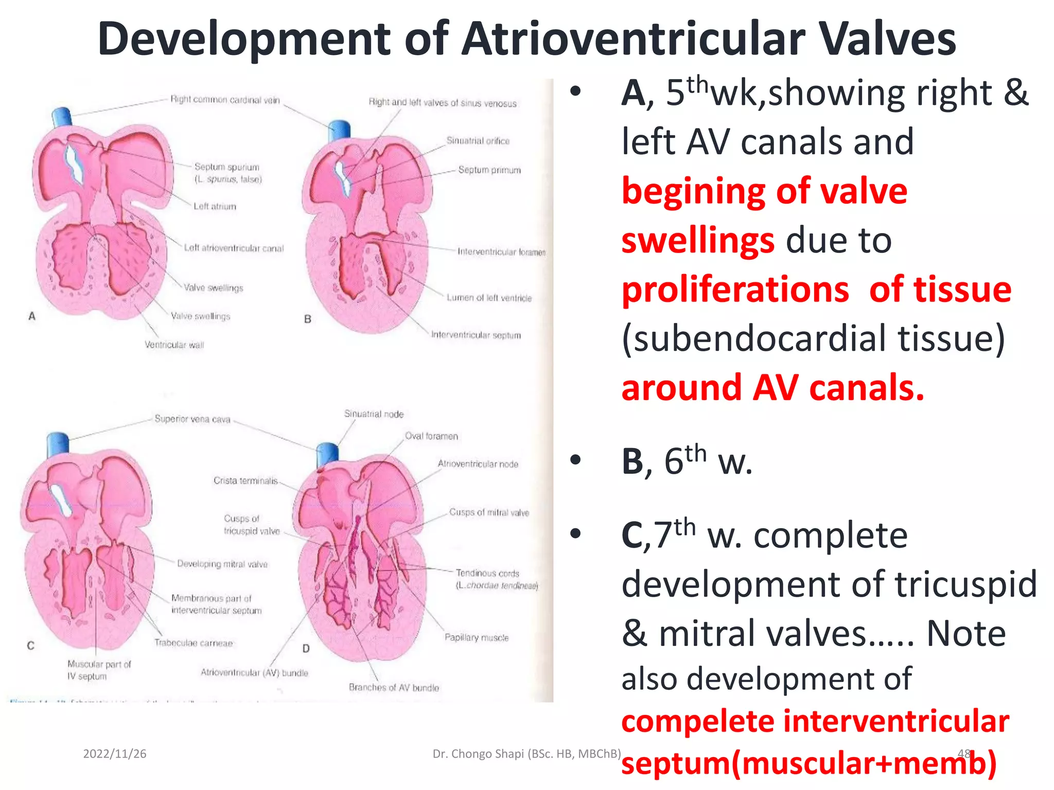 EMBRYOLOGY OF CARDIOVASCULAR SYSTEM.pdf