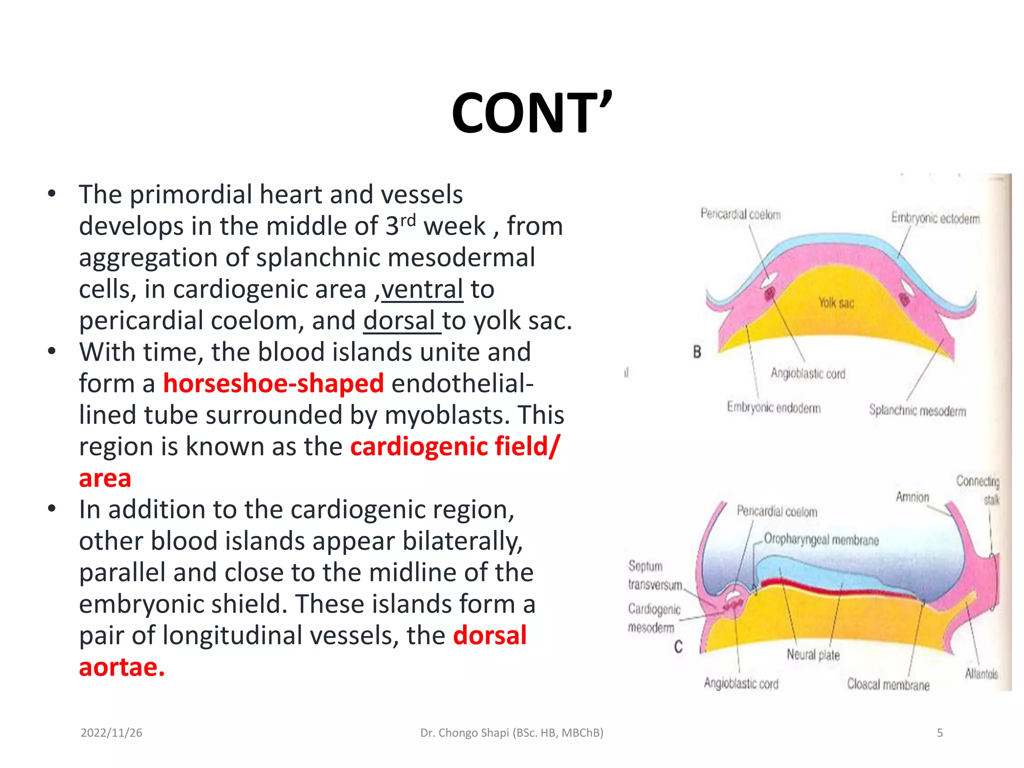 EMBRYOLOGY OF CARDIOVASCULAR SYSTEM.pdf