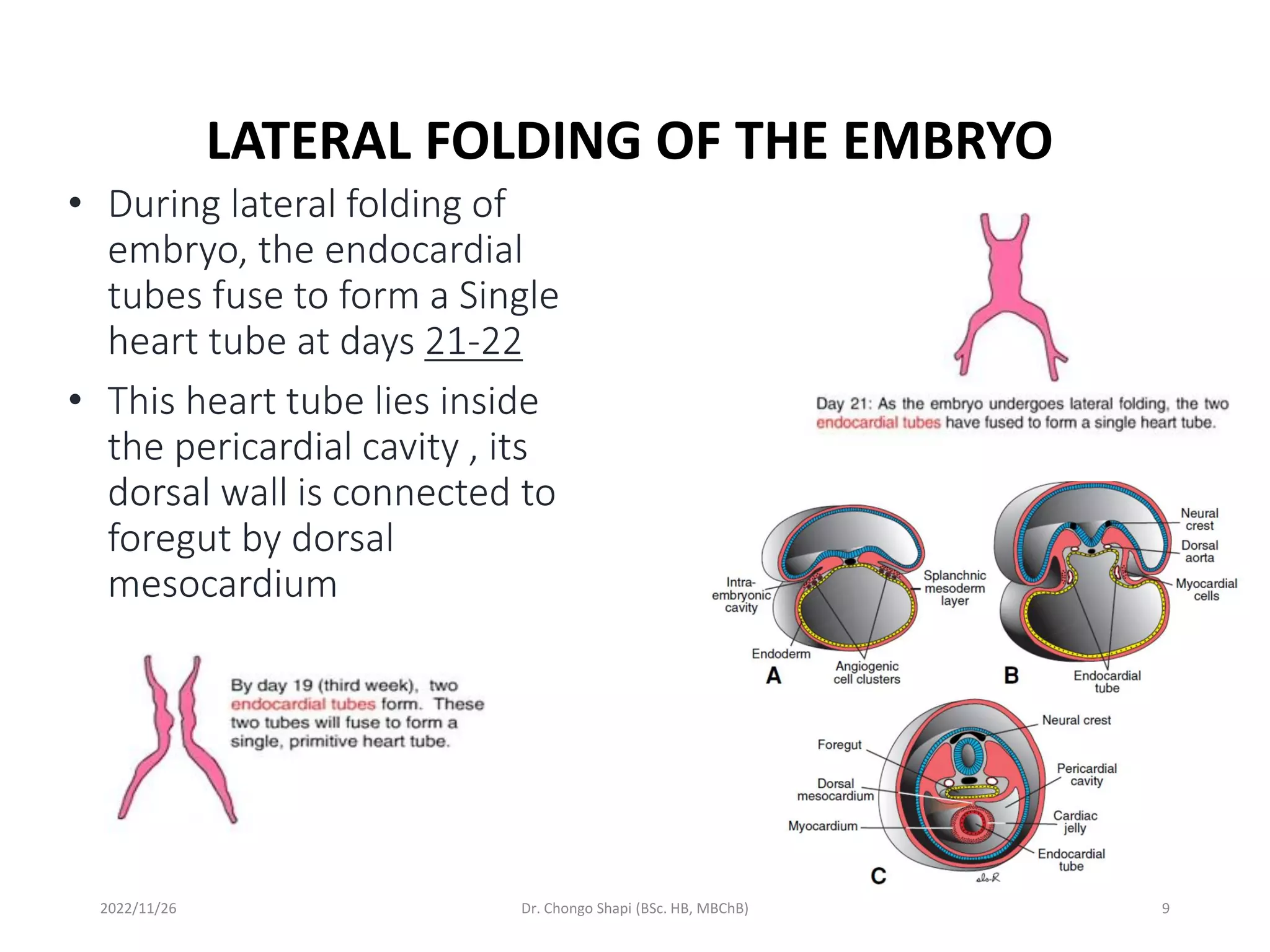 EMBRYOLOGY OF CARDIOVASCULAR SYSTEM.pdf