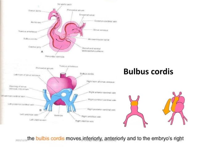 EMBRYOLOGY OF CARDIOVASCULAR SYSTEM.pdf | Heart and Cardiovascular ...