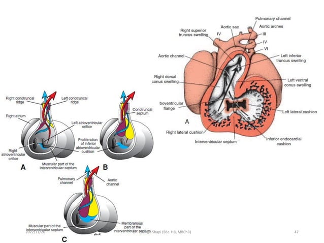 EMBRYOLOGY OF CARDIOVASCULAR SYSTEM.pdf | Heart and Cardiovascular ...