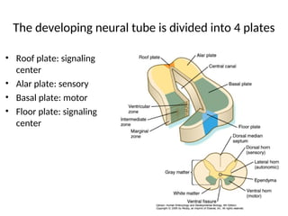 EMBRYOLOGY OF CNS 2025.ppt habib medical School | PPT