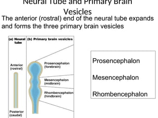 EMBRYOLOGY OF CNS 2025.ppt habib medical School | PPT