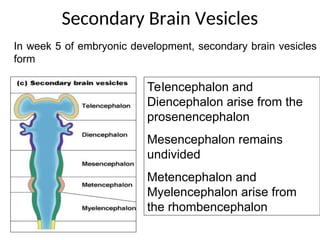 EMBRYOLOGY OF CNS 2025.ppt habib medical School | PPT