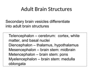 EMBRYOLOGY OF CNS 2025.ppt habib medical School | PPT