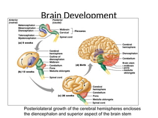 EMBRYOLOGY OF CNS 2025.ppt habib medical School | PPT