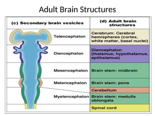 EMBRYOLOGY OF CNS 2025.ppt habib medical School | PPT