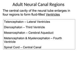 EMBRYOLOGY OF CNS 2025.ppt habib medical School | PPT