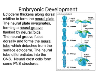 EMBRYOLOGY OF CNS 2025.ppt habib medical School | PPT