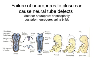 EMBRYOLOGY OF CNS 2025.ppt habib medical School | PPT